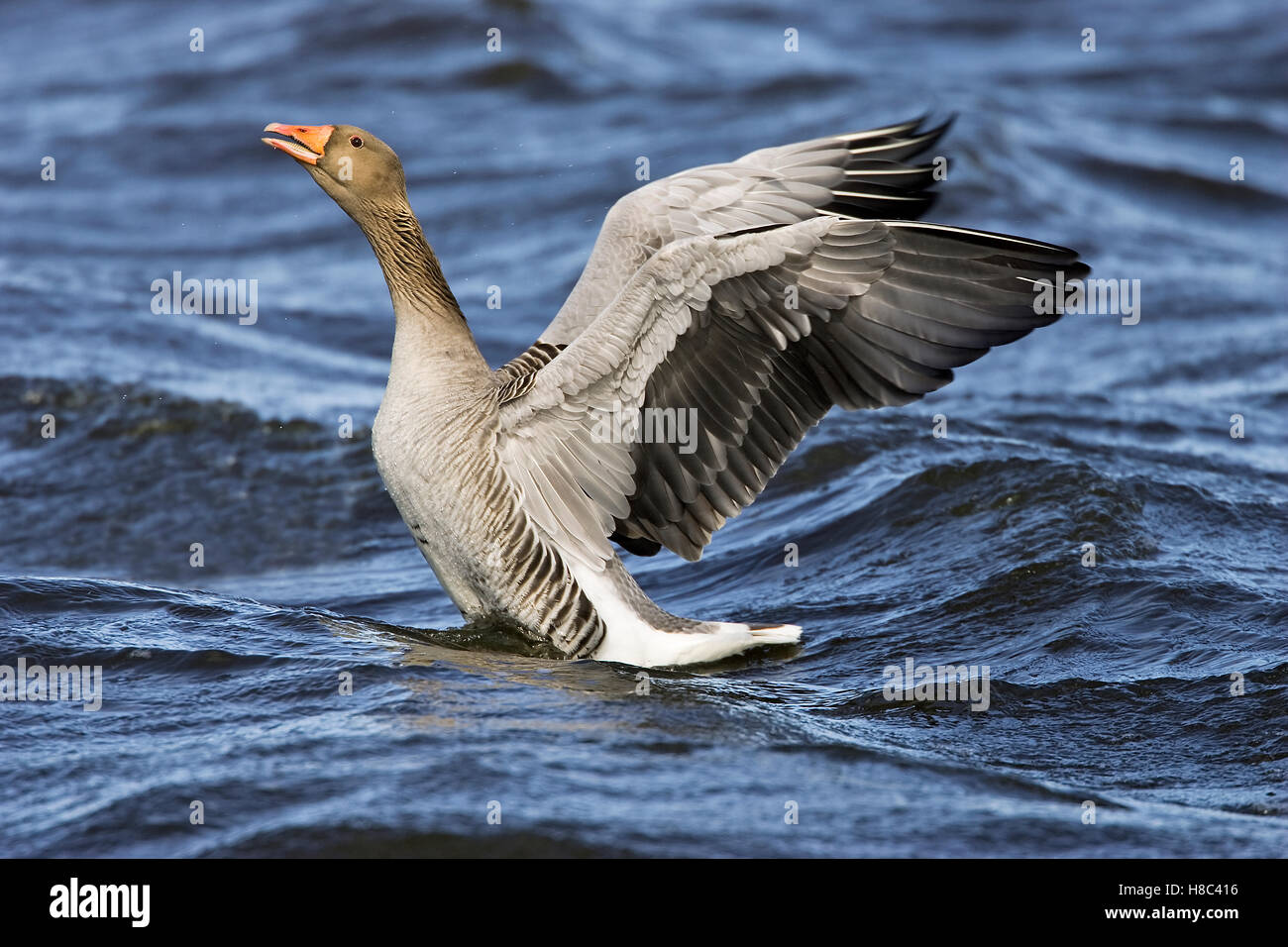 Greylag Goose (Anser anser) flapping its wings on the water ...