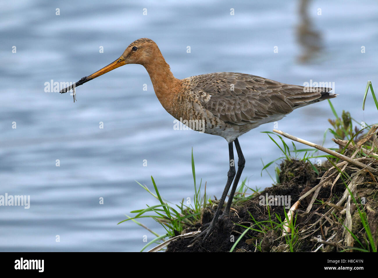 Black-tailed Godwit (Limosa limosa) at a ditch, Alblasserwaard, Zuid-Holland, Netherlands Stock ...