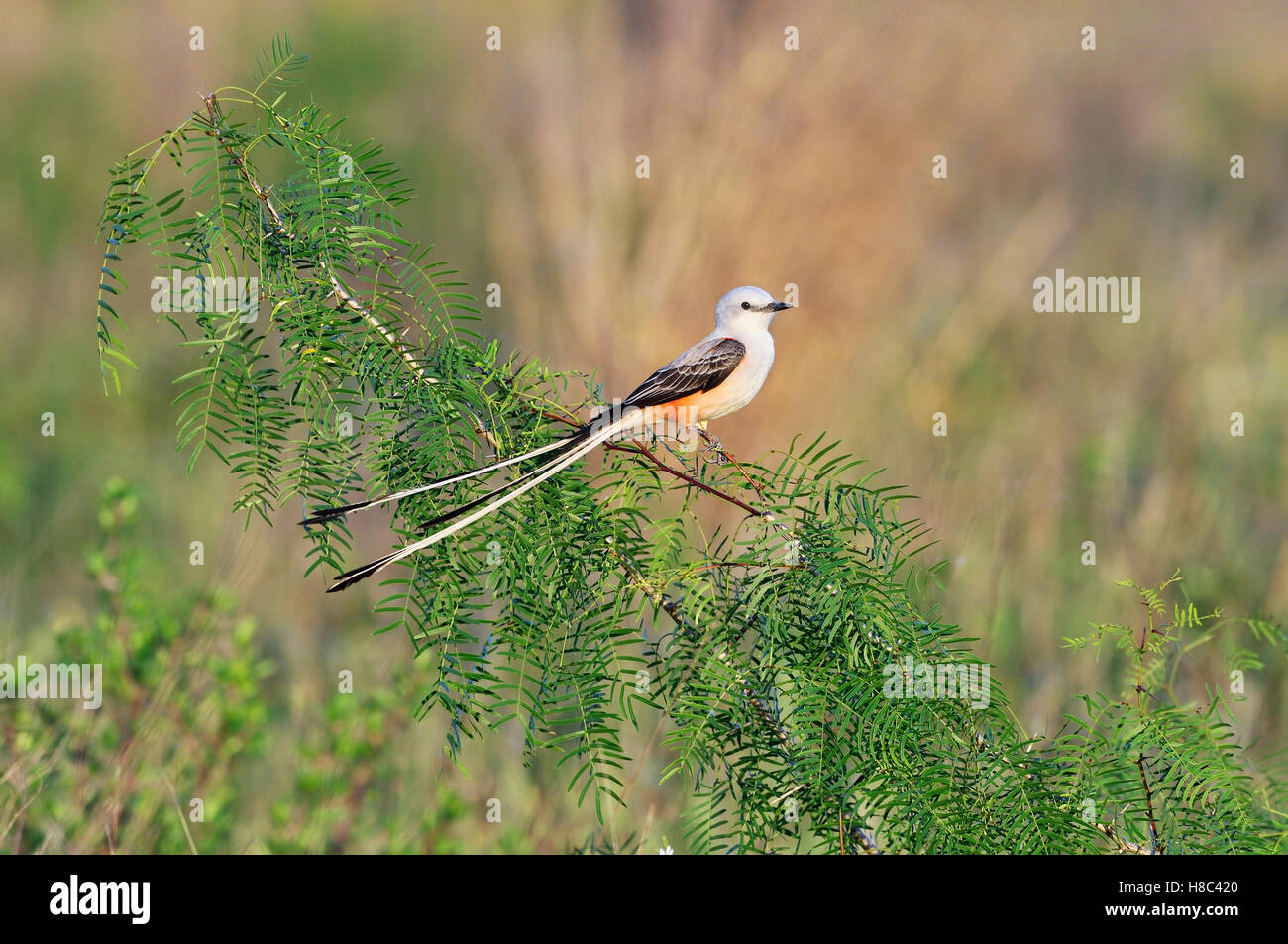 Scissor-tailed Flycatcher (Tyrannus forficatus) male in a Mesquite ...
