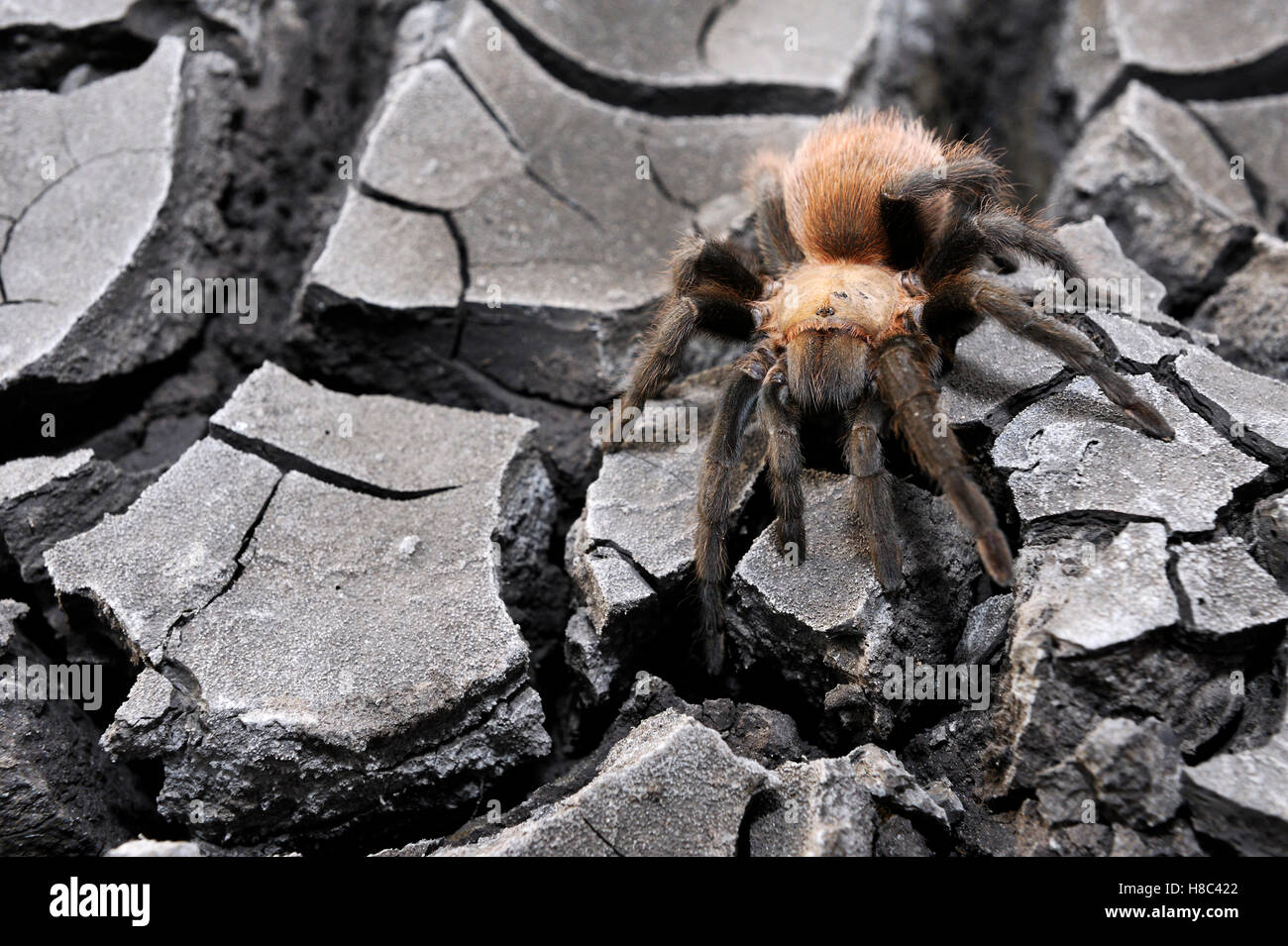 Texas Brown Tarantula (Aphonopelma hentzi) on dry earth, Hebbronville ...