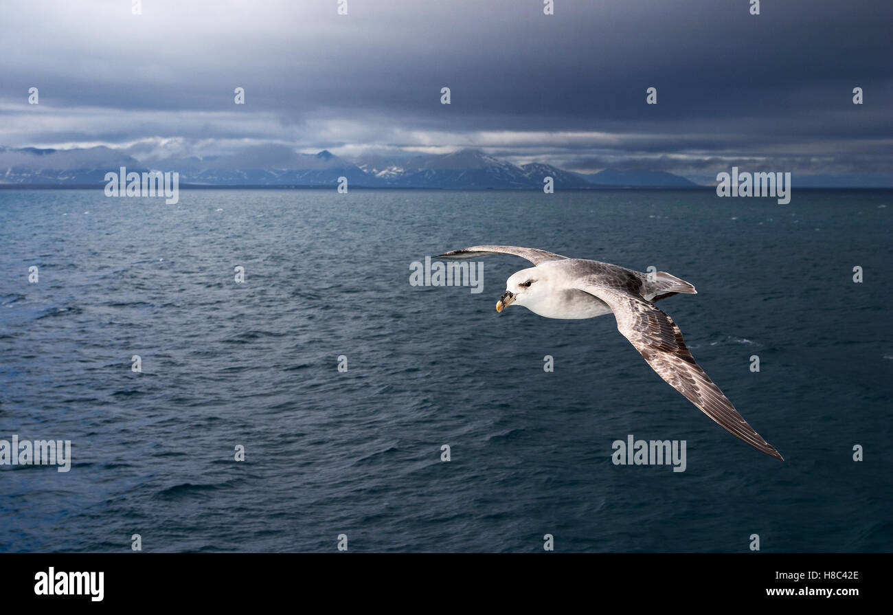Northern Fulmar (Fulmarus glacialis) flying over ocean, Isfjorden ...