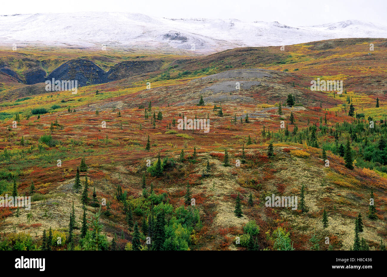 Autumn landscape, Denali National Park, Alaska Stock Photo - Alamy
