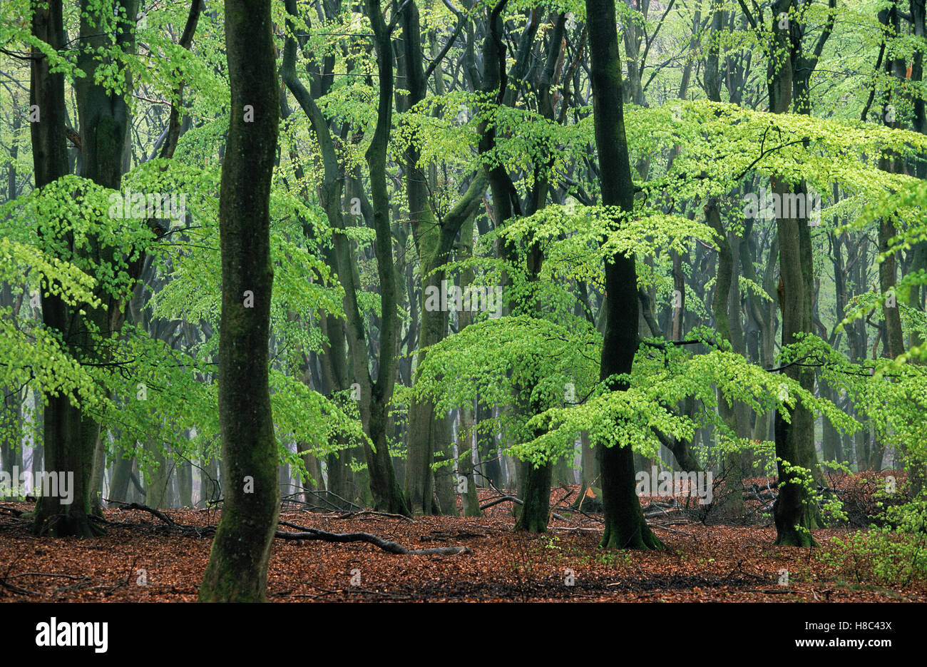 European Beech (Fagus sylvatica) forest in early spring, Netherlands ...