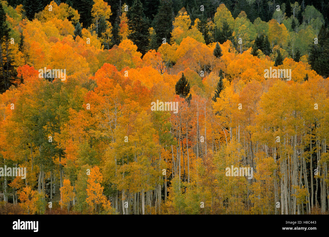 Trees in autumn colours, Cedar Breaks National Monument, Utah Stock ...