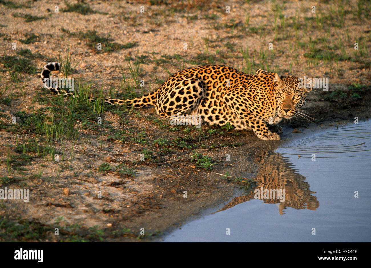 Leopard (Panthera pardus) drinking, Africa Stock Photo - Alamy