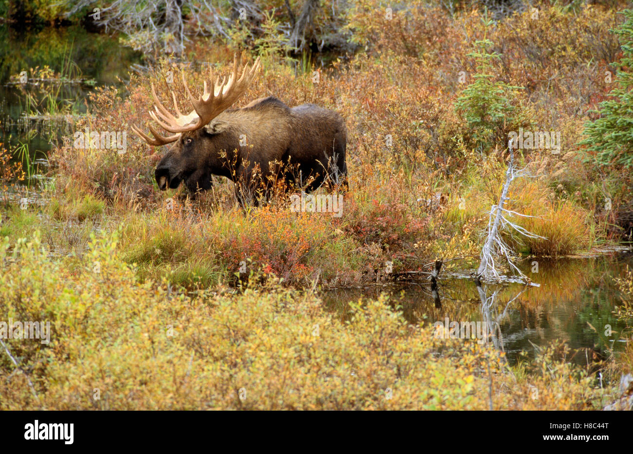 Alces alces (Alces alces) in landscape, Alaska Stock Photo - Alamy