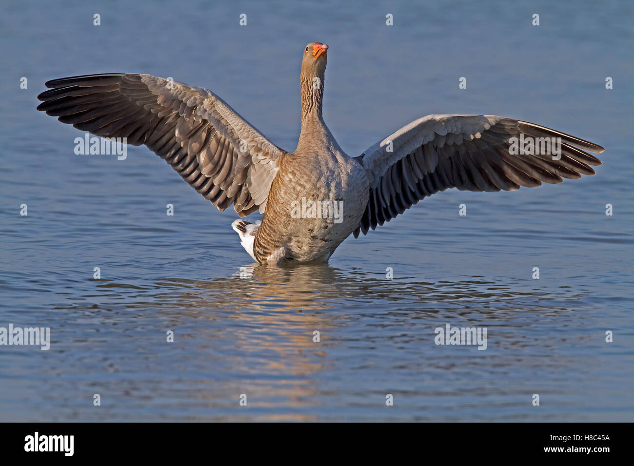 Greylag Goose (Anser anser) spreading wings, Oostvaardersplassen ...