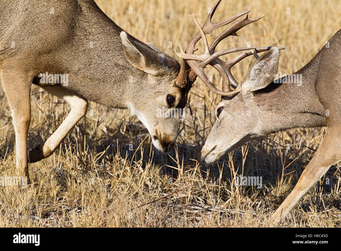 Mule Deer (Odocoileus hemionus) two males fighting, Bosque del Apache ...
