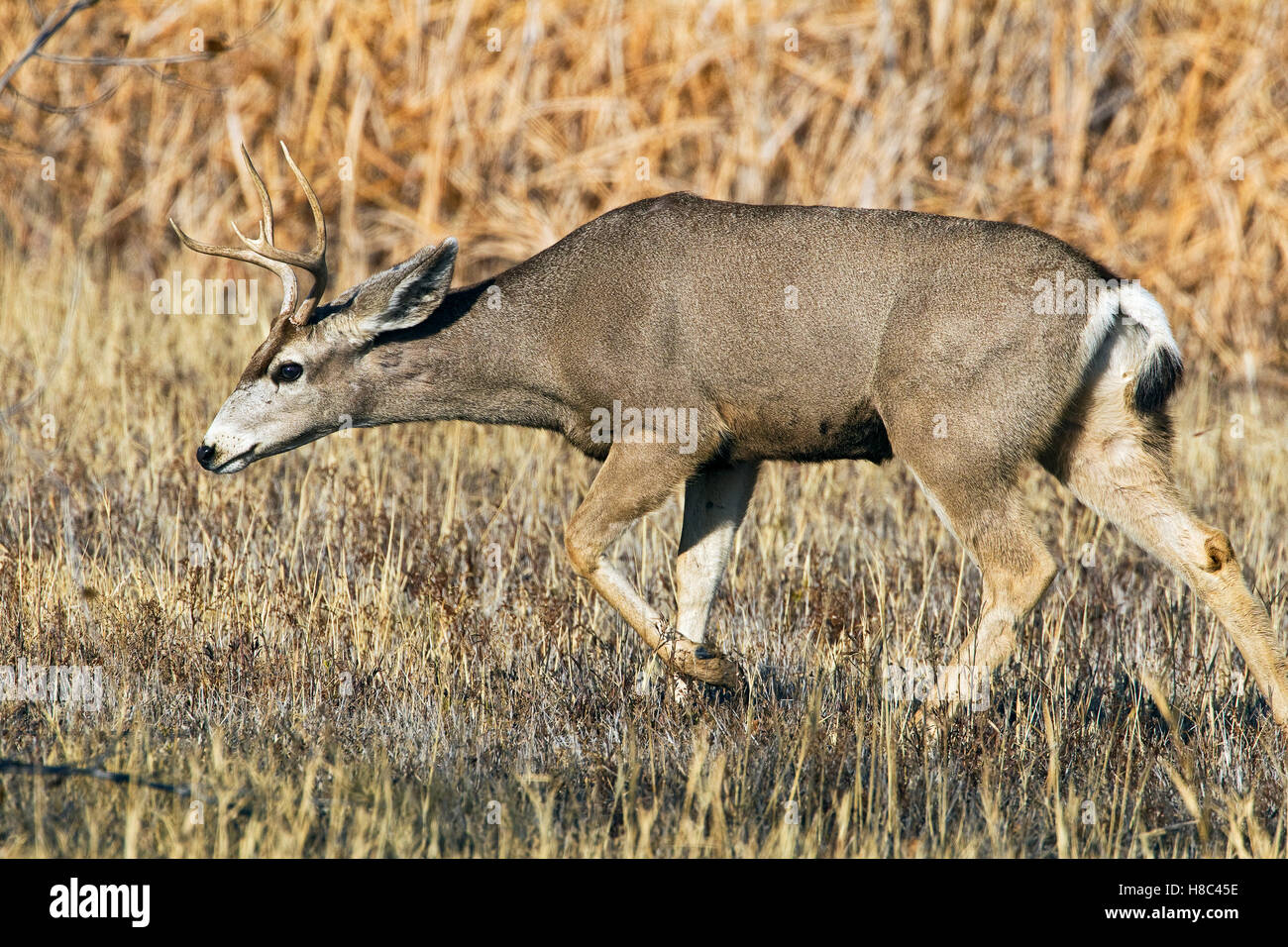 Mule Deer (Odocoileus hemionus) walking, Bosque del Apache National ...