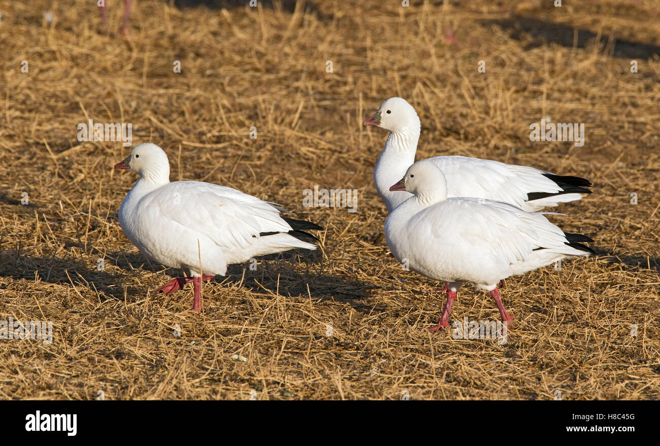 Ross' Goose (Chen rossii) resting, Bosque del Apache National Wildlife ...
