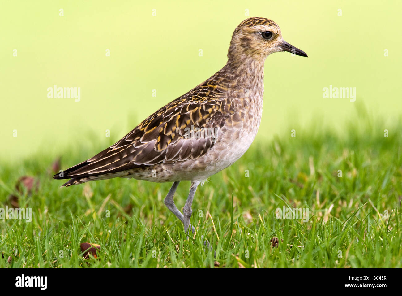 Pacific Golden-Plover (Pluvialis fulva) on grassland, Hawaii Stock ...