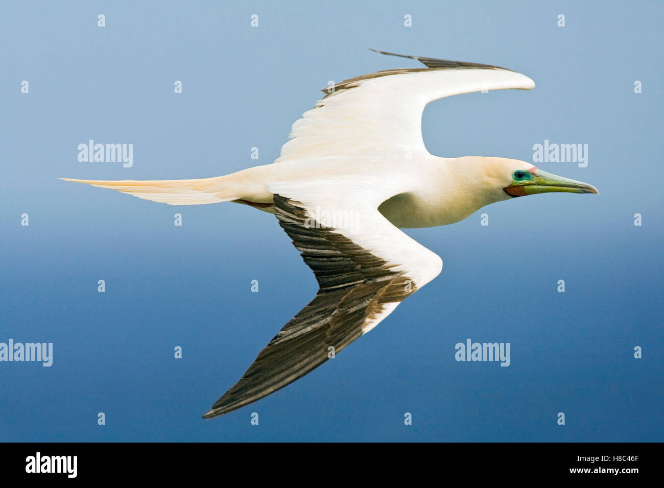 Red-footed Booby (Sula sula) flying, Hawaii Stock Photo - Alamy