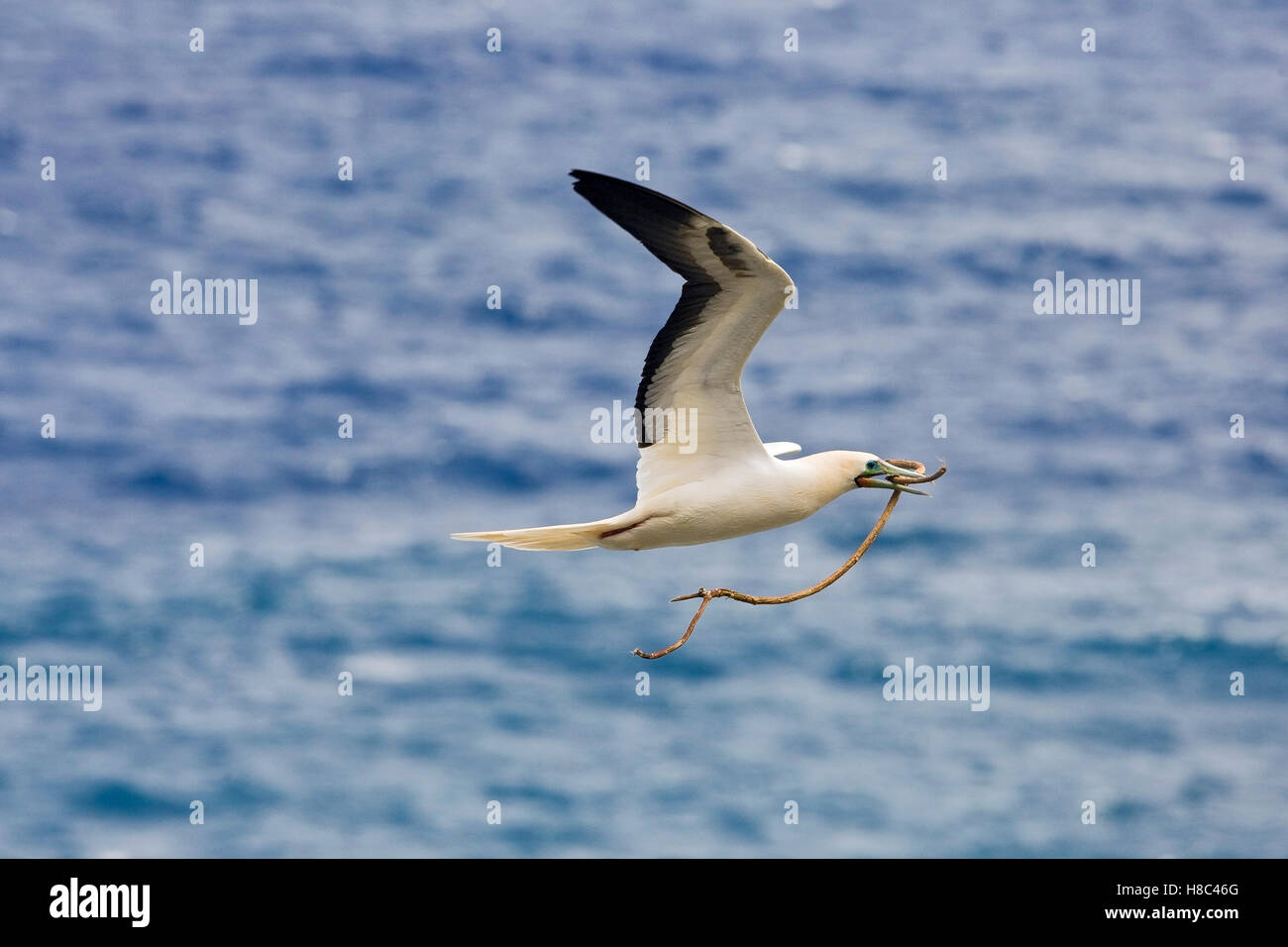 Red-footed Booby (Sula sula) flying, Hawaii Stock Photo - Alamy