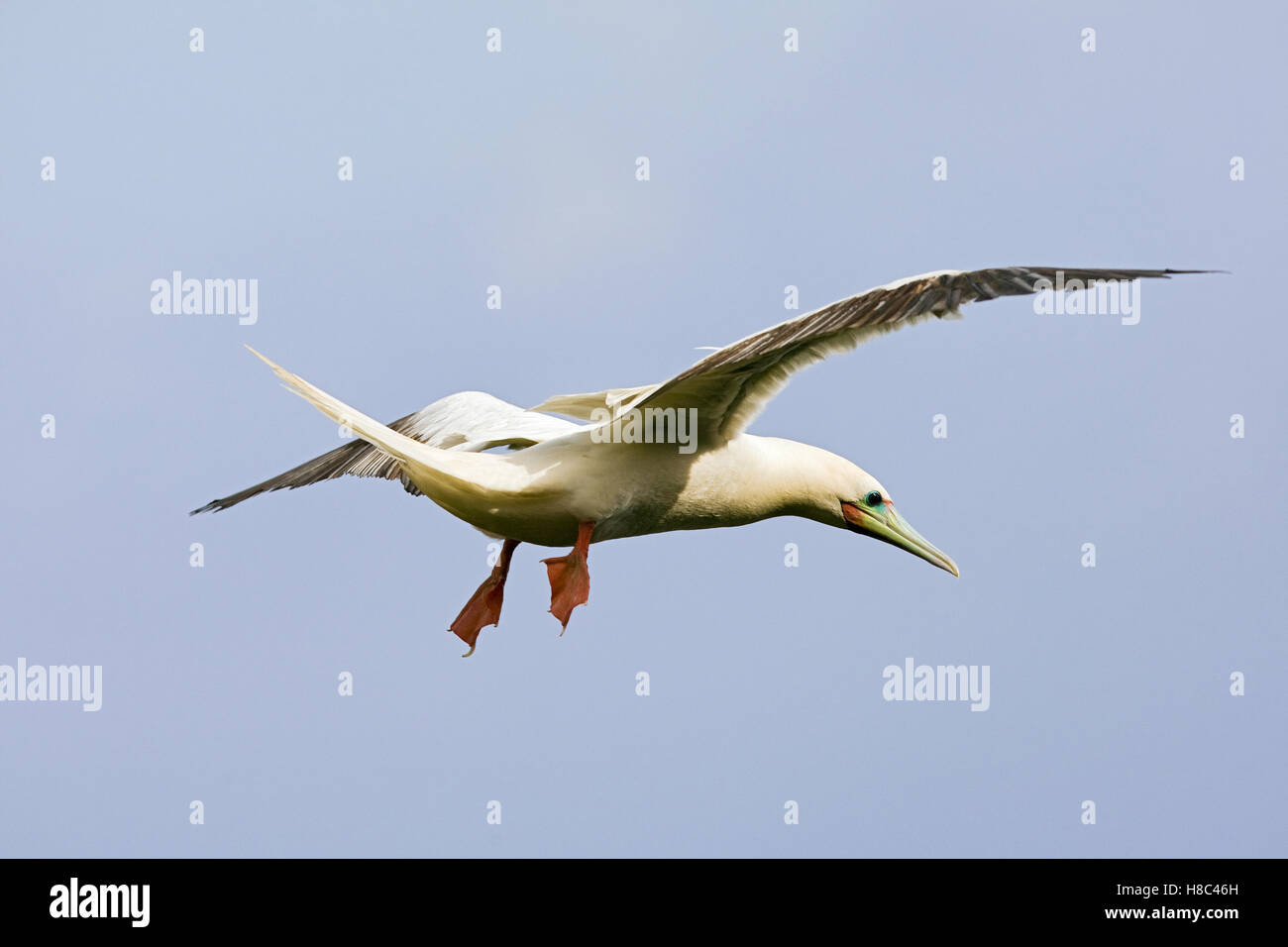 Red-footed Booby (Sula sula) flying, Hawaii Stock Photo - Alamy