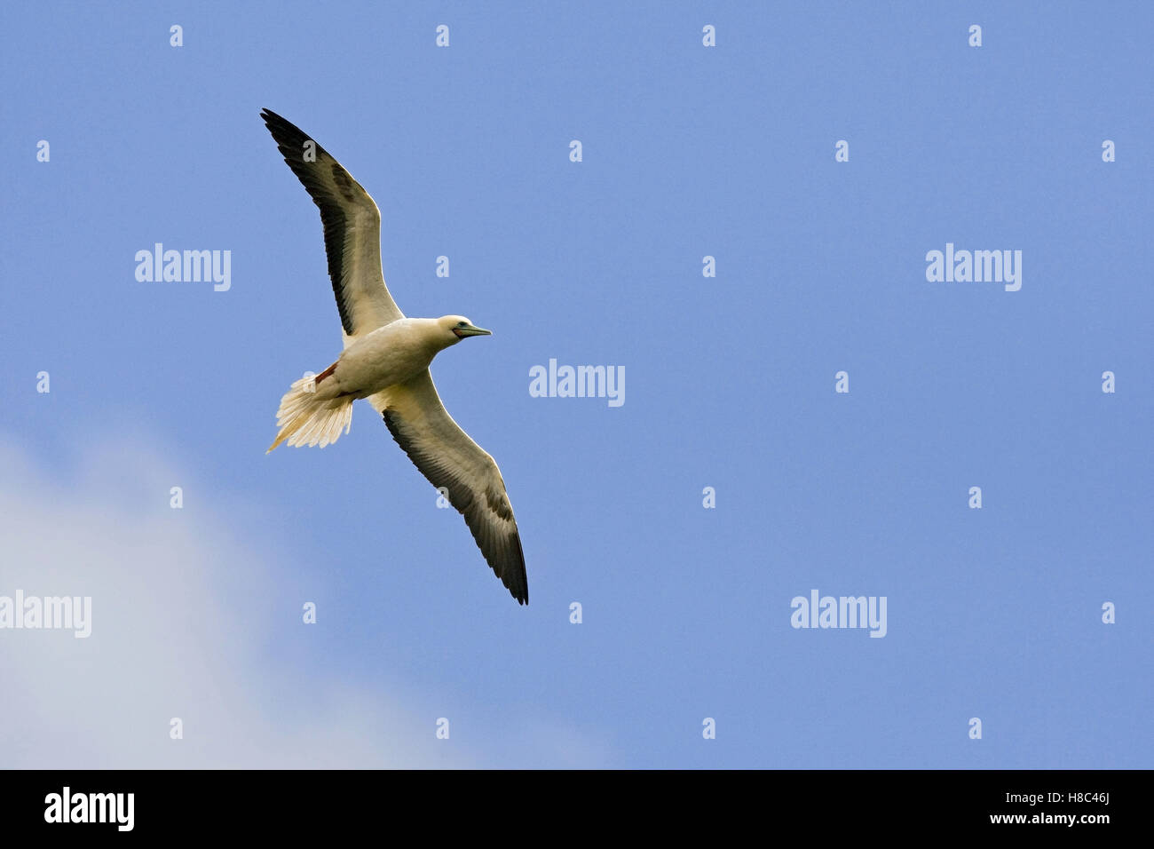 Red-footed Booby (Sula sula) flying, Hawaii Stock Photo - Alamy