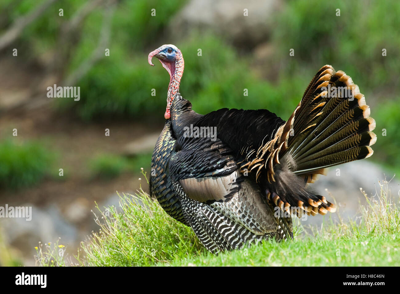 Wild Turkey (Meleagris gallopavo) displaying, Hawaii Stock Photo - Alamy