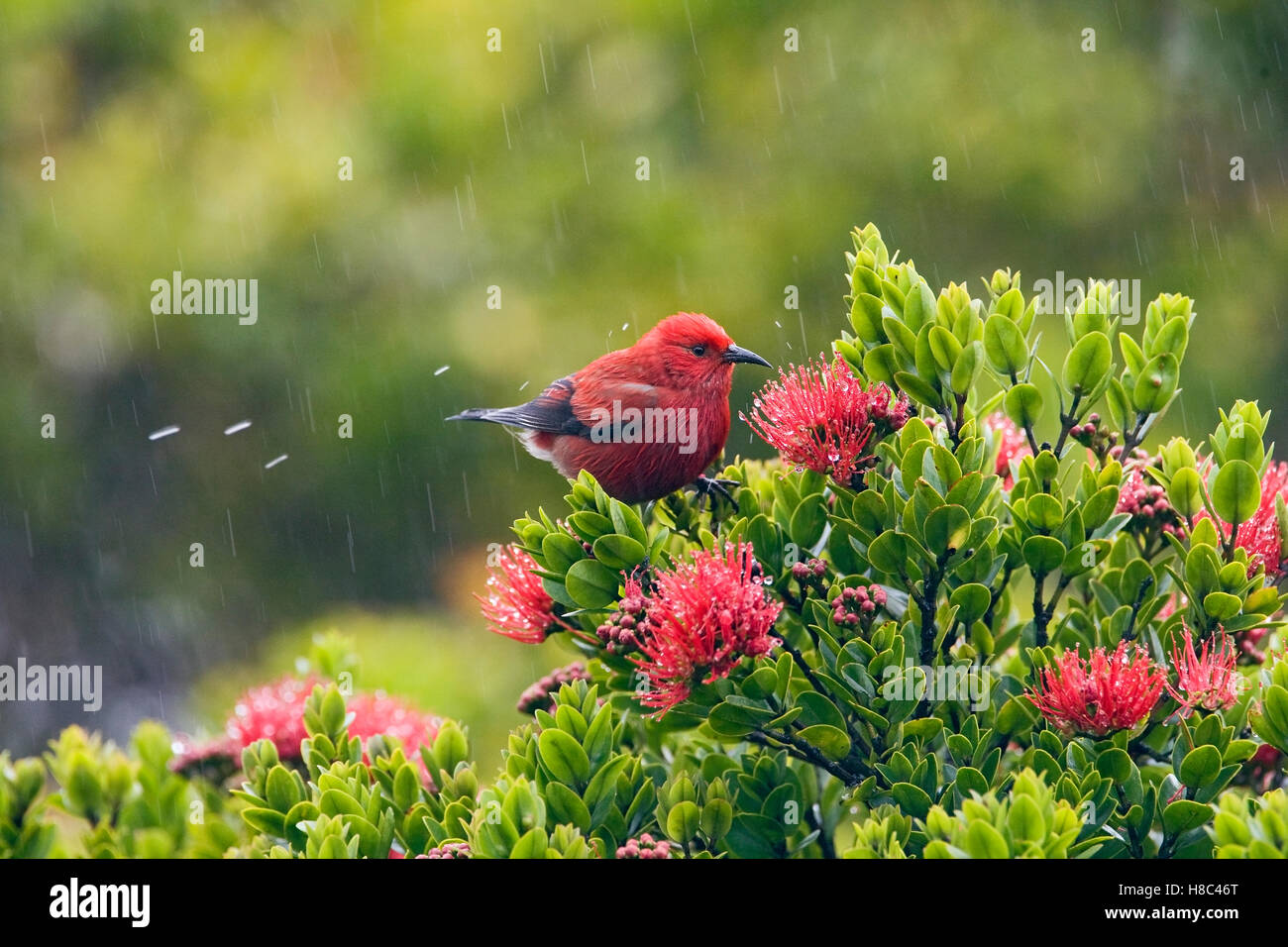 Apapane (Himatione sanguinea) feeding on O'hia Lehua (Metrosideros ...
