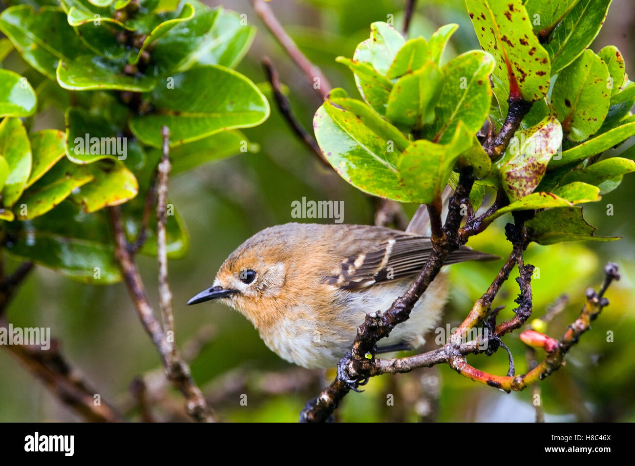 Elepaio (Chasiempis sandwichensis) in foliage, Hawaii Stock Photo - Alamy