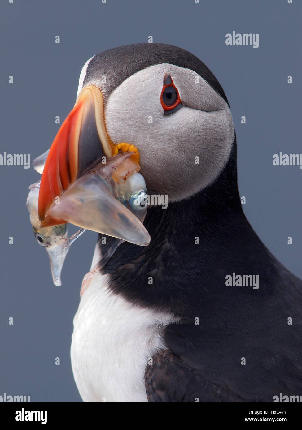 Atlantic Puffin (Fratercula arctica) with cuttlefish prey, Shetland ...