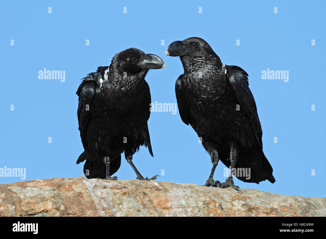 White-necked Raven (Corvus albicollis) pair, Giant's Castle Nature ...