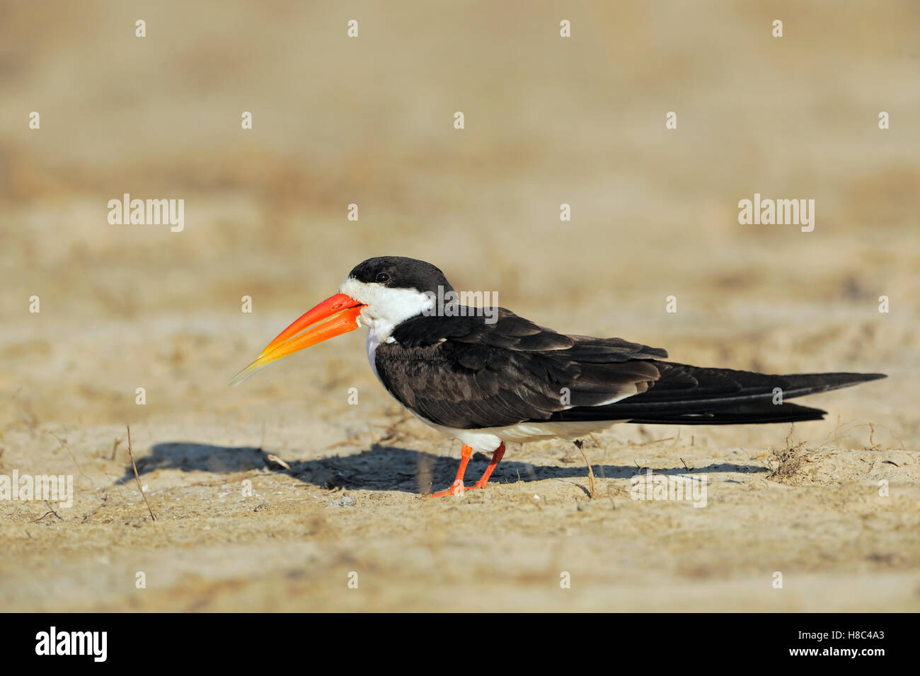 African Skimmer (Rynchops flavirostris) on the ground, Chobe National ...