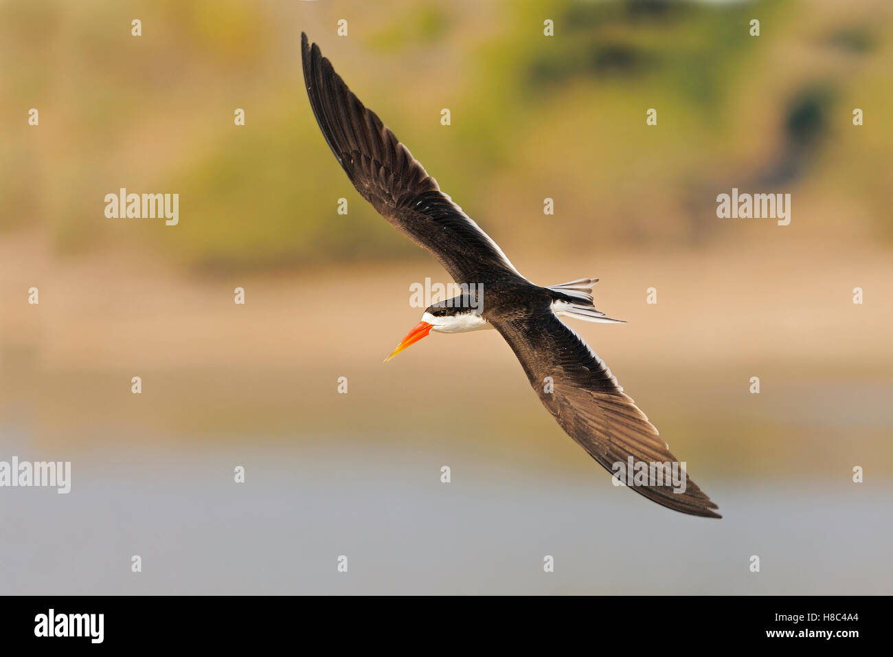 African Skimmer (Rynchops flavirostris) flying over the Chobe River ...