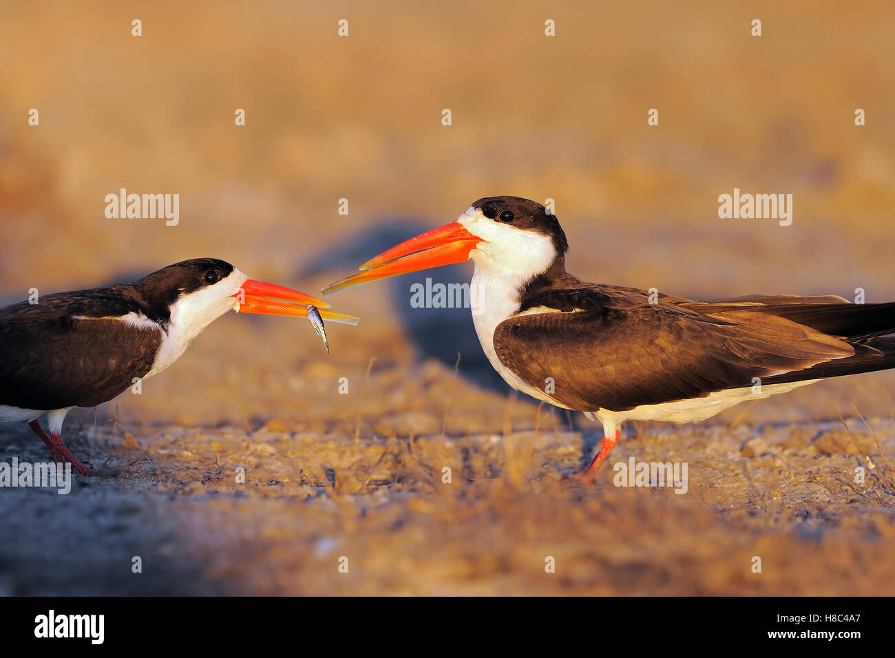 African Skimmer (Rynchops flavirostris) two, one with fish in its bill ...