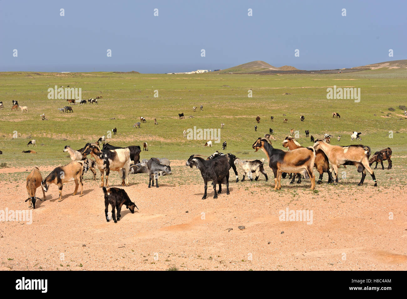Domestic Goat (Capra hircus) herd in landscape, El Jable, Lanzarote ...