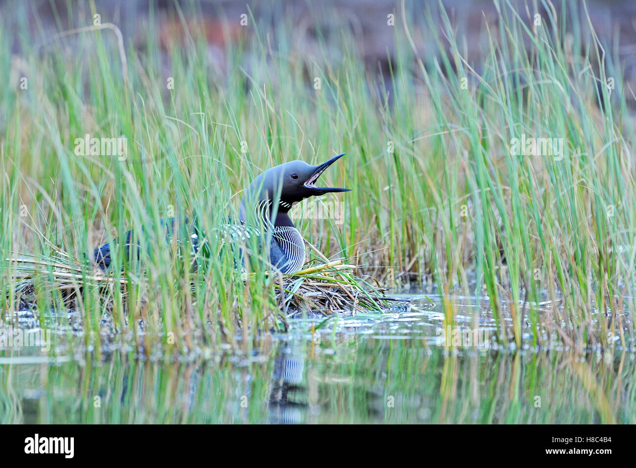 Loon wetland image hi-res stock photography and images - Alamy