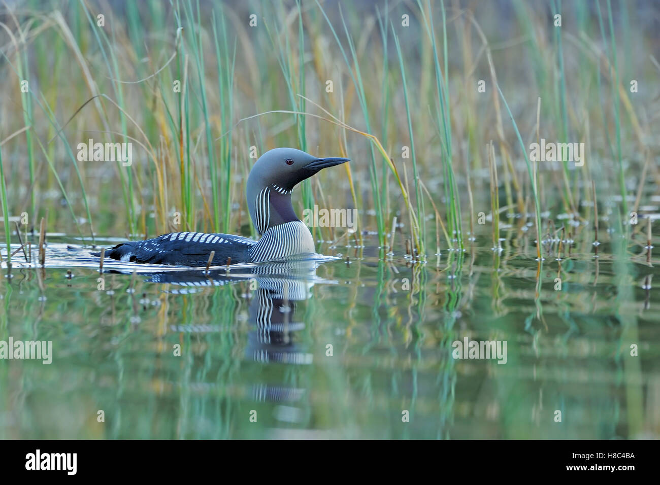 Loon wetland image hi-res stock photography and images - Alamy