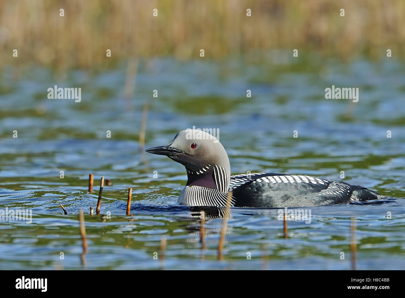 Arctic Loon (Gavia arctica) swimming, Sweden Stock Photo - Alamy