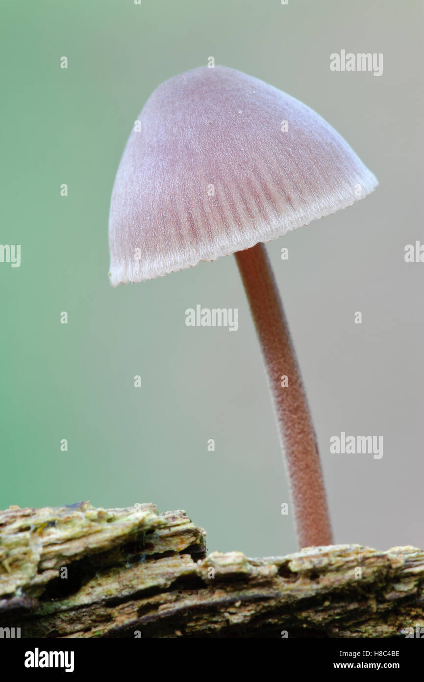 Bleeding Mycena (Mycena haematopus) growing on a trunk, Netherlands ...