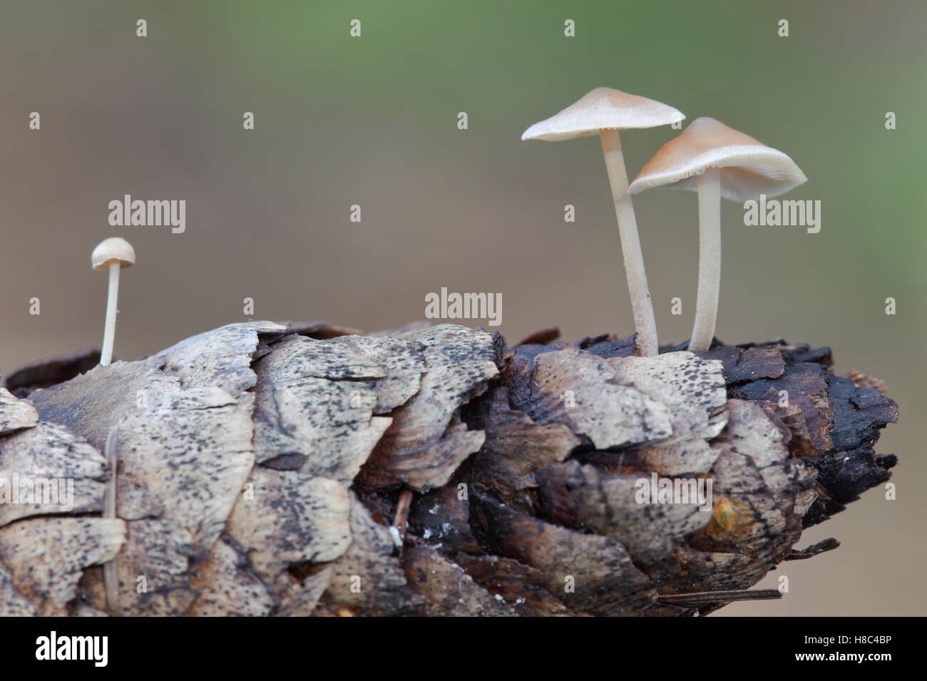 Douglas Fir Mushroom (Baeospora myosura) growing on a pine cone ...