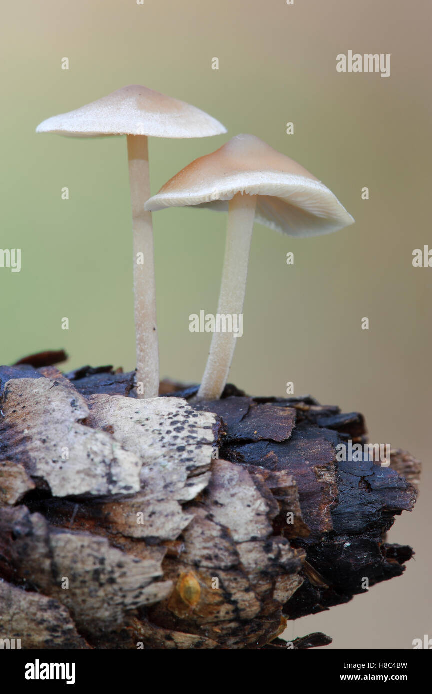 Douglas Fir Mushroom (Baeospora myosura) growing on a pine cone ...