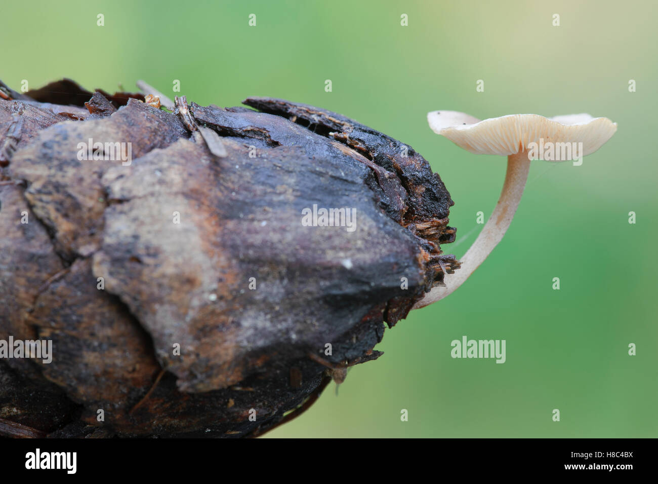 Douglas Fir Mushroom (Baeospora myosura) growing on a pine cone ...