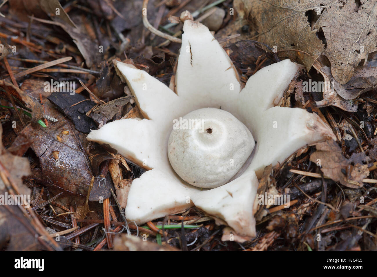 Collared Earthstar (Geastrum triplex) mushroom, Campine, Antwerp, Flanders, Belgium Stock Photo ...