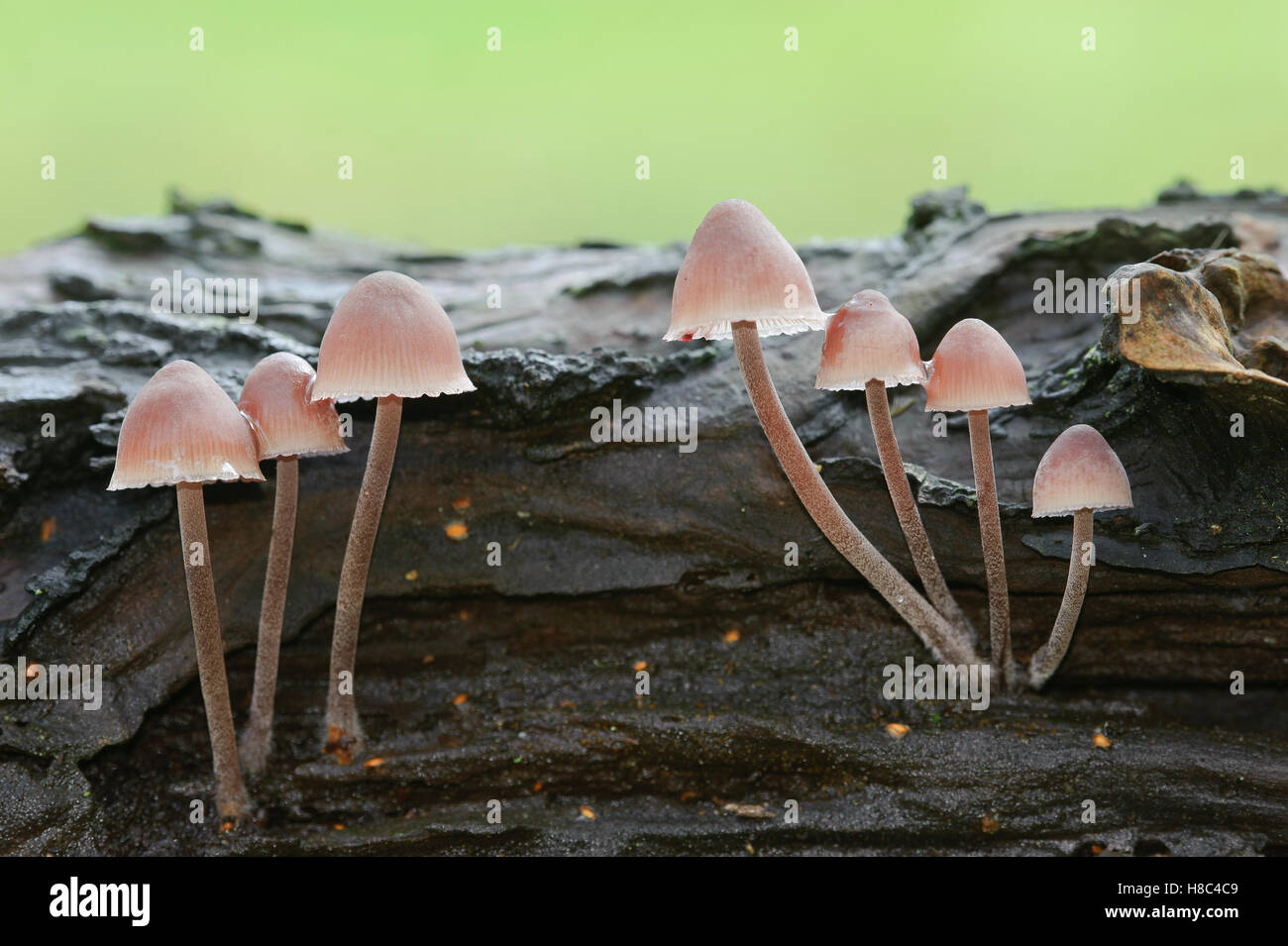 Bleeding Mycena (Mycena haematopus) mushrooms growing on a tree stump ...