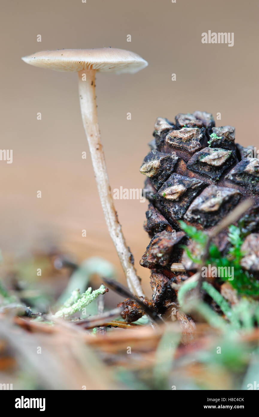 Douglas Fir Mushroom (Baeospora myosura) growing on a pine cone ...