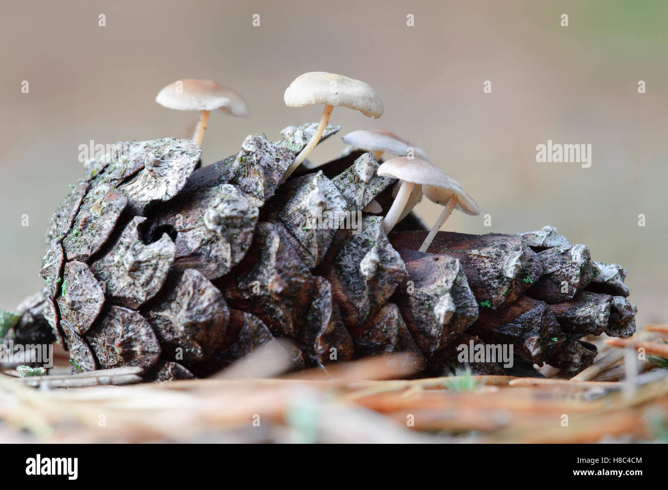 Douglas Fir Mushroom (Baeospora myosura) growing on a pine cone ...