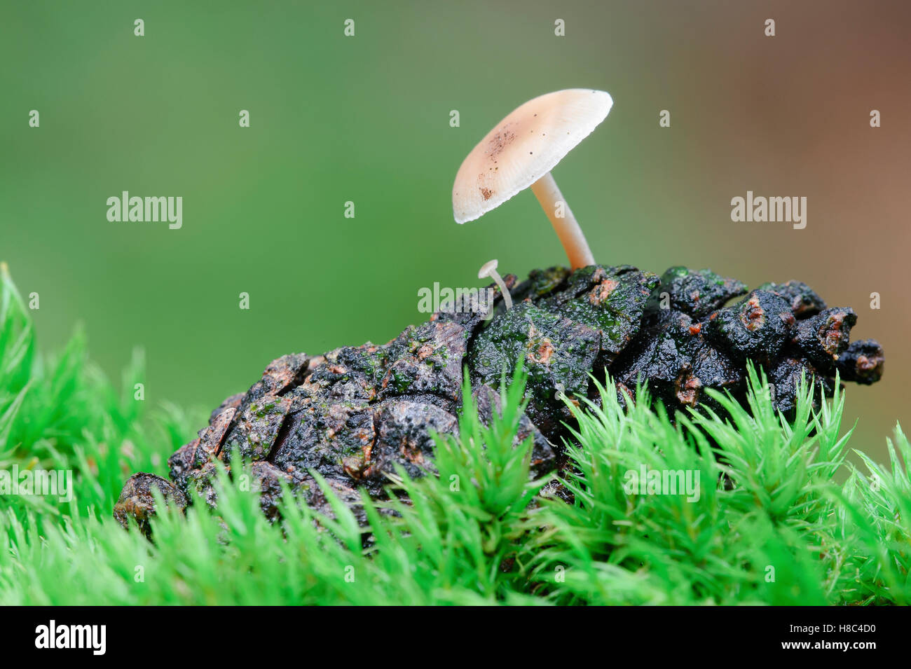 Douglas Fir Mushroom (Baeospora myosura) growing on a pine cone ...