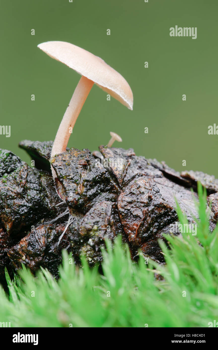 Douglas Fir Mushroom (Baeospora myosura) growing on a pine cone ...