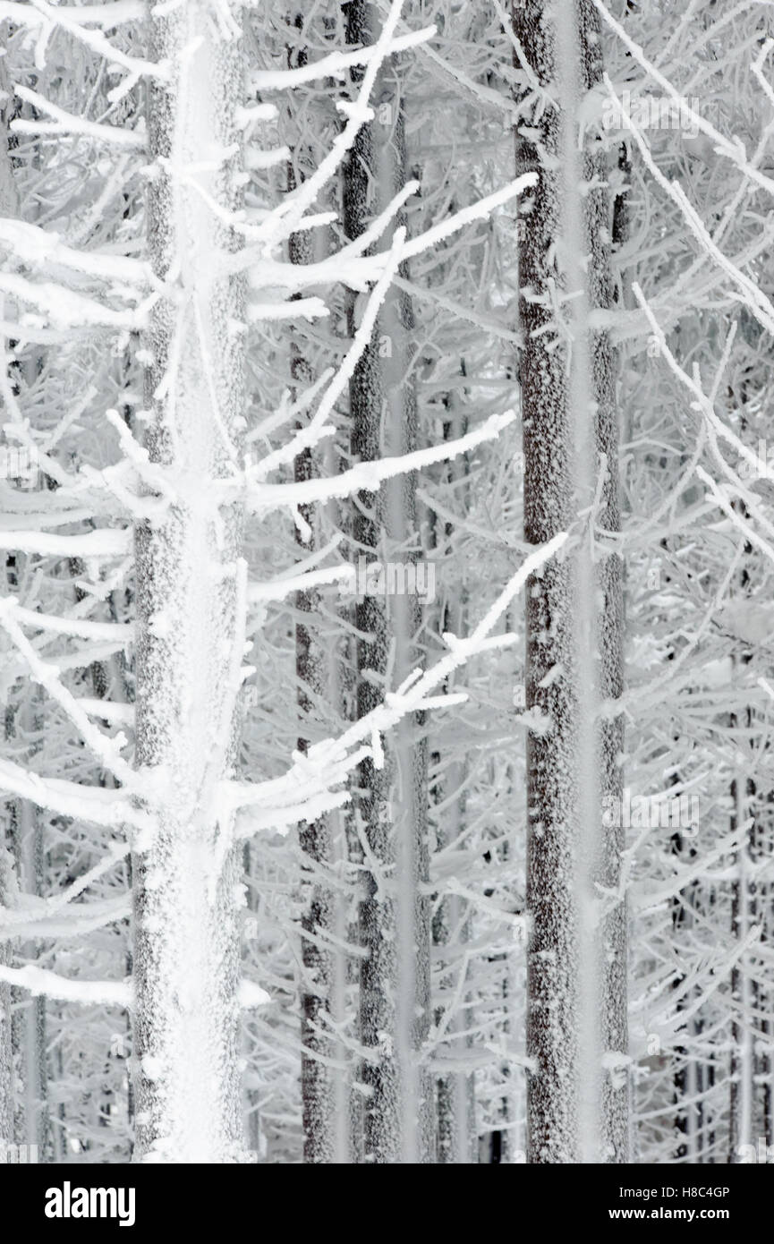 Pine (Pinus sp) trunks covered in snow, Eifel National Park, Ardennes ...