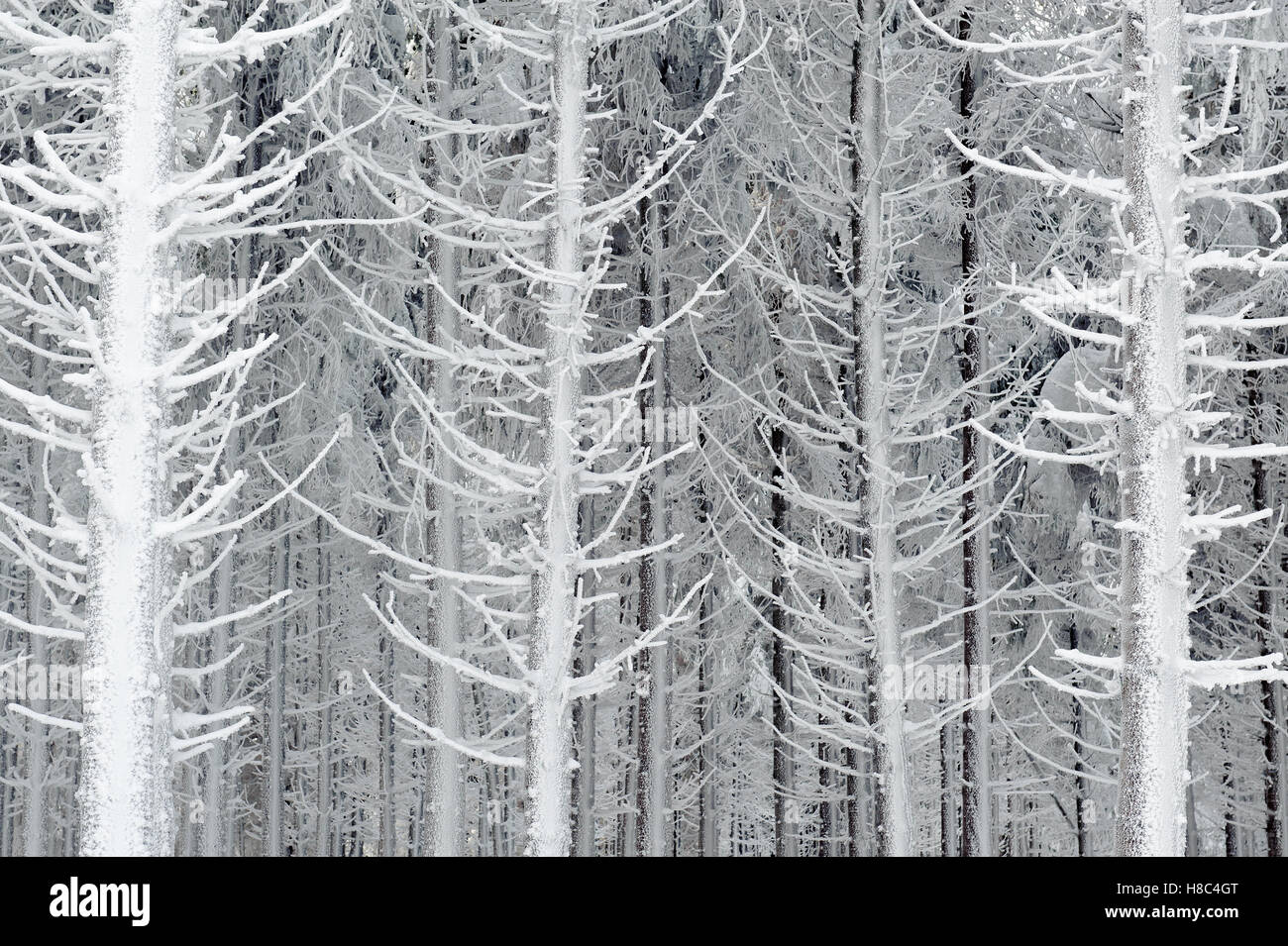 Pine (Pinus sp) trunks covered in snow, Eifel National Park, Ardennes ...