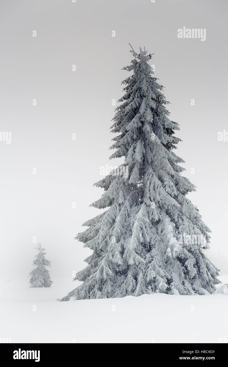 Spruce (Picea sp) covered in snow, Eifel National Park, Ardennes, Liege ...