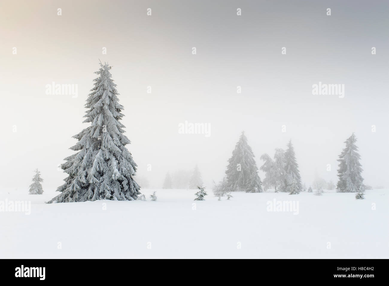 Spruce (Picea sp) trees covered in snow, Eifel National Park, Ardennes ...
