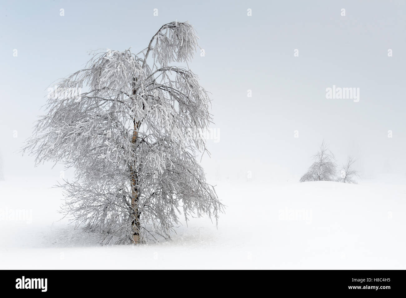 Birch (Betula sp) tree covered in snow, Eifel National Park, Ardennes ...