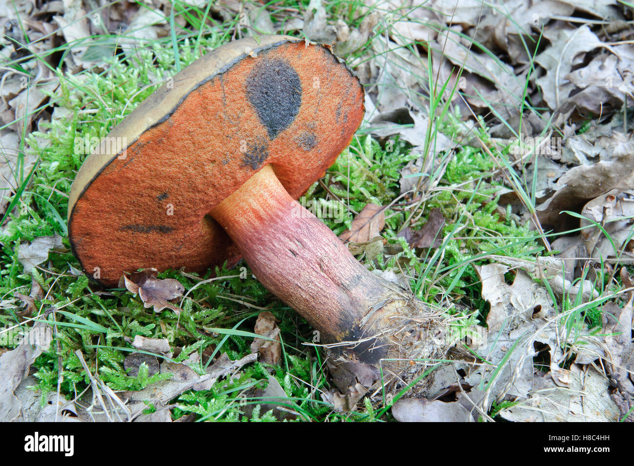 Scarletina Bolete (Boletus luridiformis) mushroom when porous underside ...