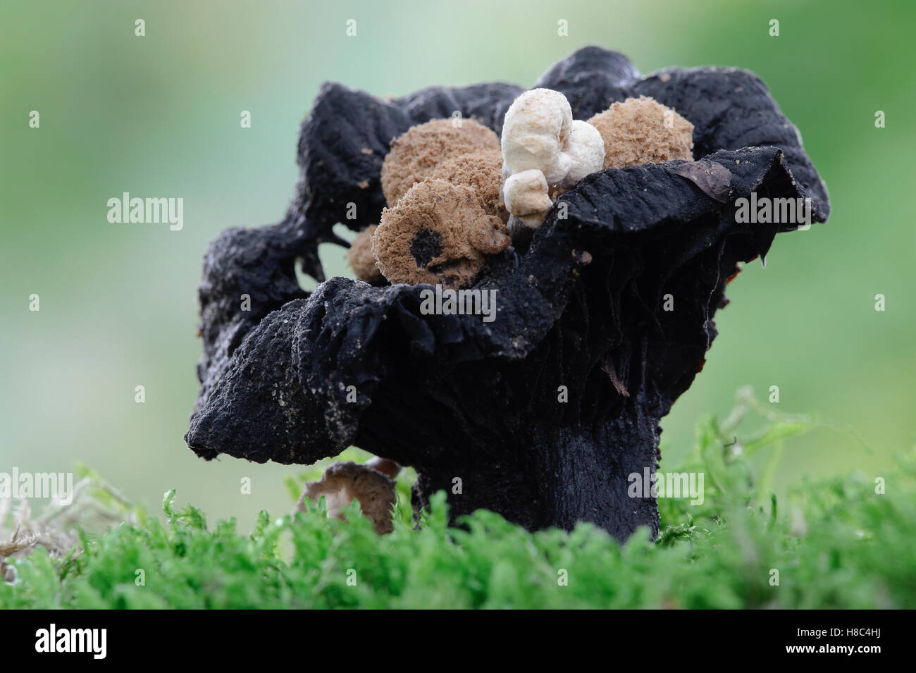 Gill Mushroom (Asterophora lycoperdoides) growing on Blackening ...