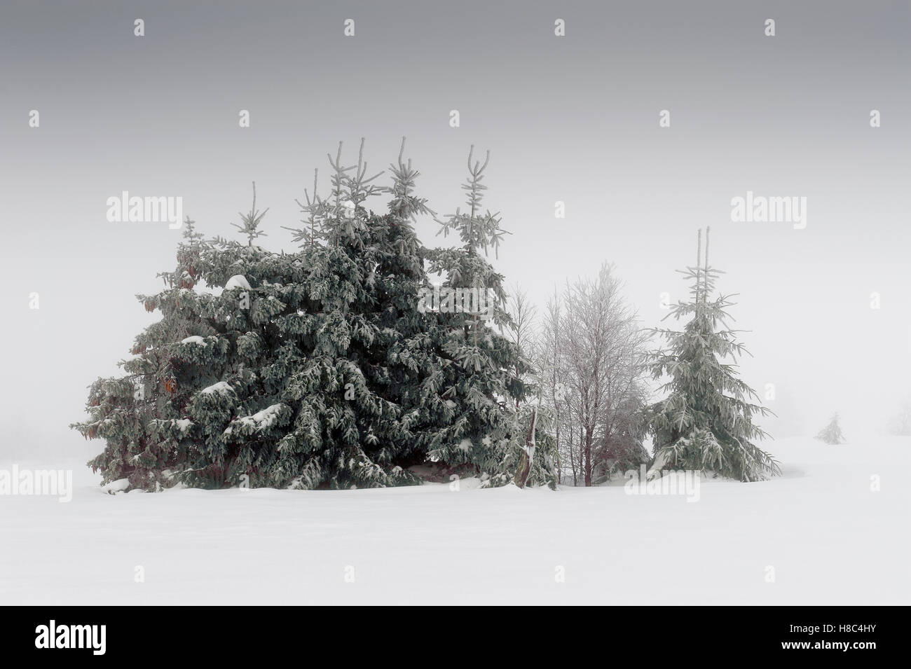 Spruce (Picea sp) covered in snow, Eifel National Park, Ardennes, Liege ...