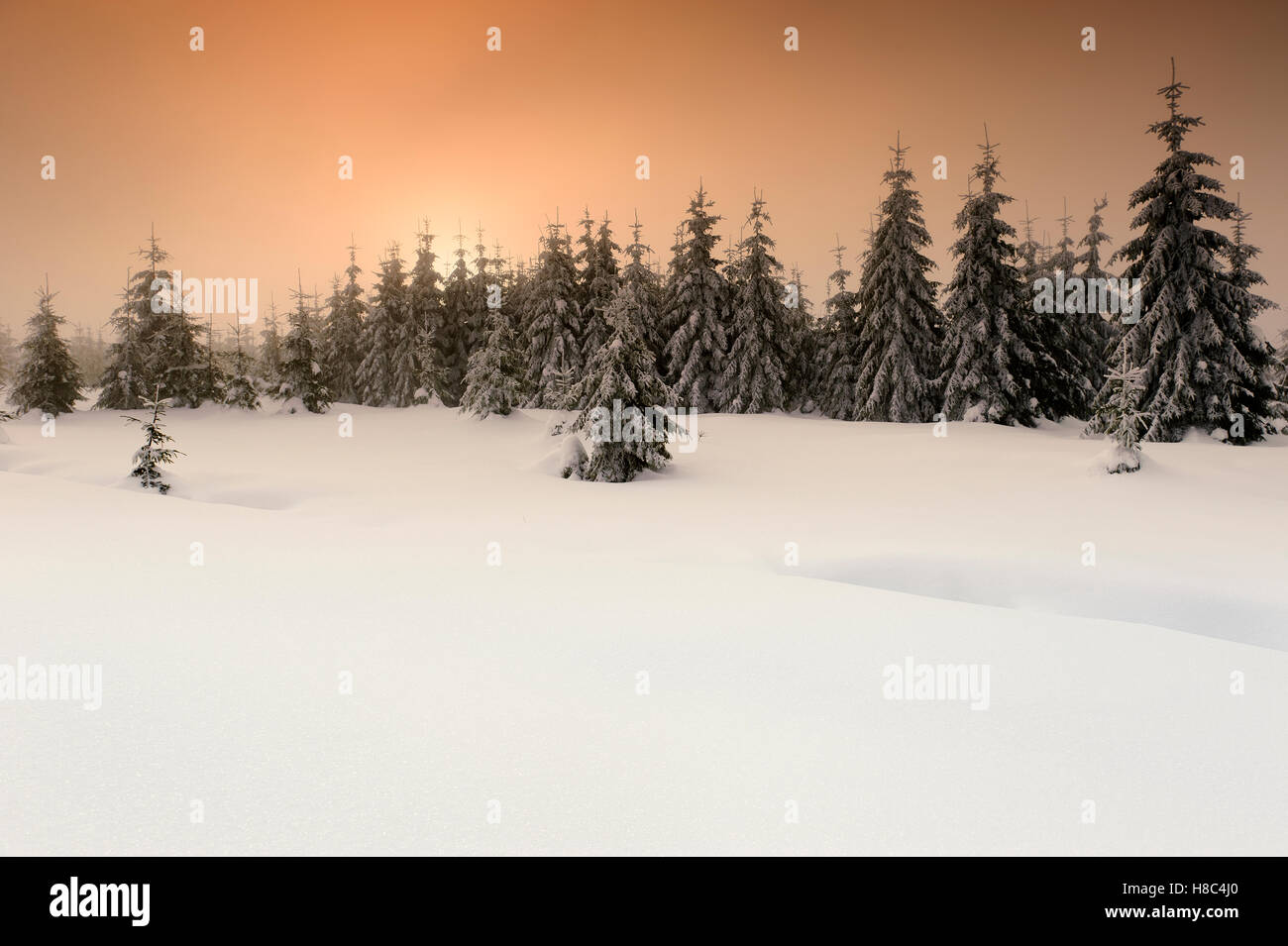 Spruce (Picea sp) in winter landscape, Eifel National Park, Ardennes ...